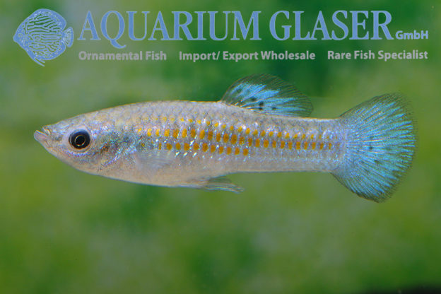 Poecilia chica - Aquarium Glaser GmbH