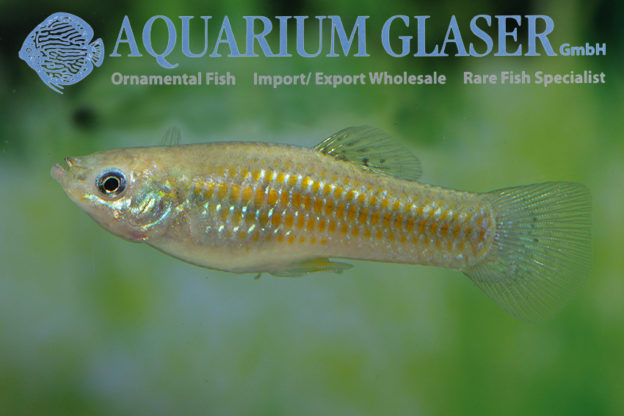 Poecilia chica - Aquarium Glaser GmbH