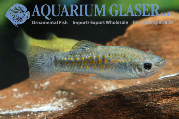 Poecilia chica - Aquarium Glaser GmbH