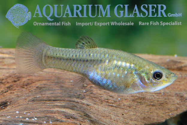 Poecilia chica - Aquarium Glaser GmbH