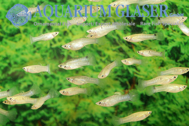 Poecilia vivipara - Aquarium Glaser GmbH