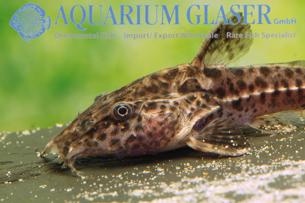 Oxydoras niger - Aquarium Glaser GmbH