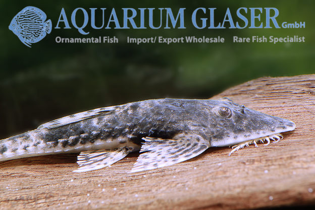 Pseudohemiodon laticeps - Aquarium Glaser GmbH