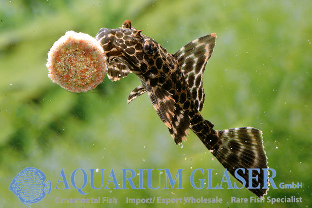 Glyptoperichthys gibbiceps - Aquarium Glaser GmbH