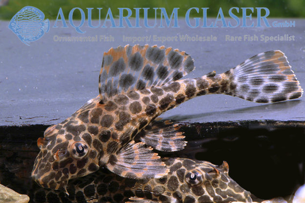 Glyptoperichthys gibbiceps - Aquarium Glaser GmbH