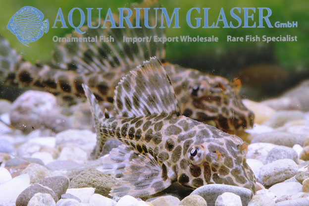 Glyptoperichthys gibbiceps - Aquarium Glaser GmbH