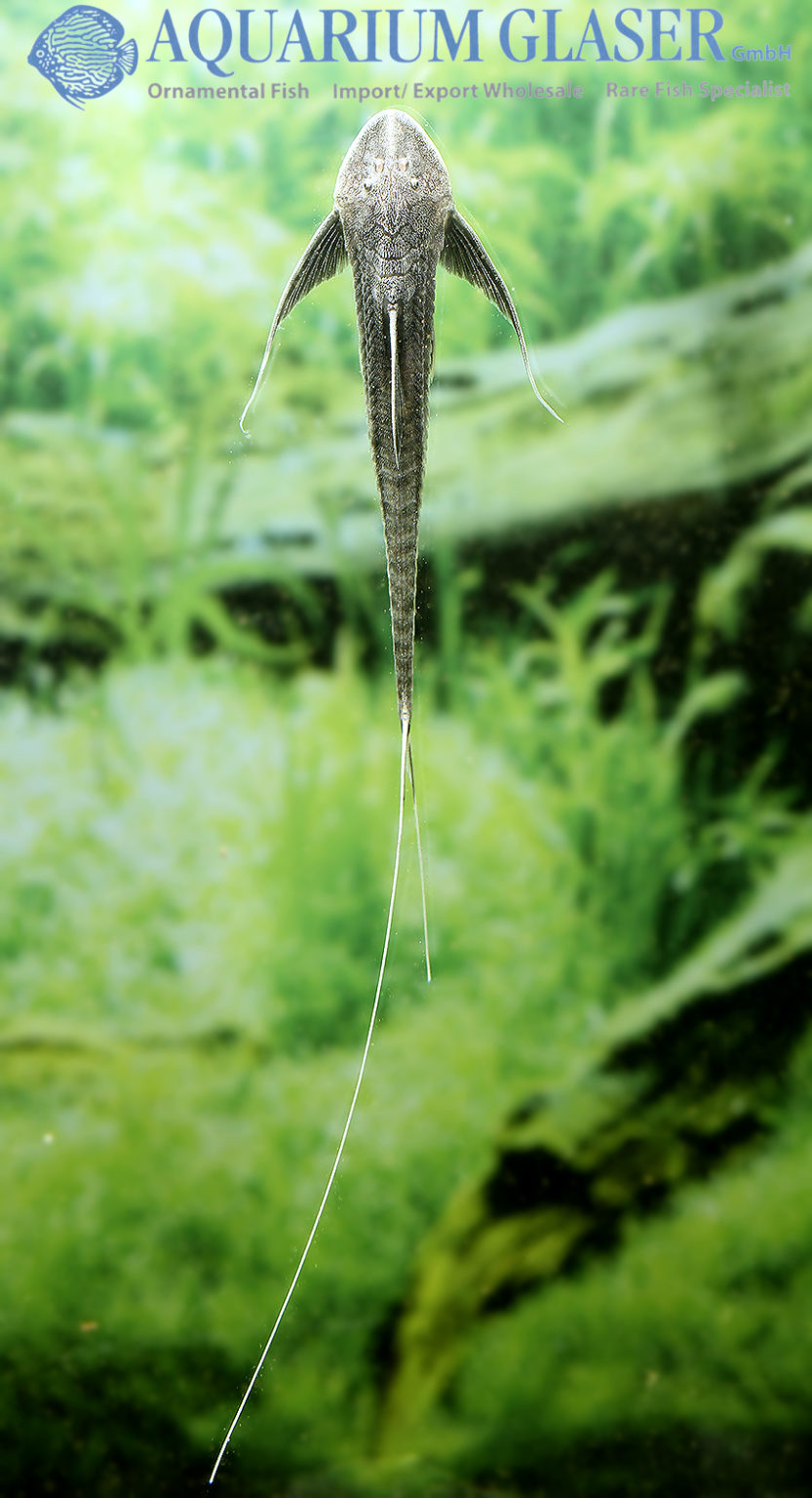 Pterosturisoma microps - Aquarium Glaser GmbH