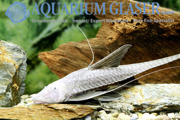 Pterosturisoma microps - Aquarium Glaser GmbH