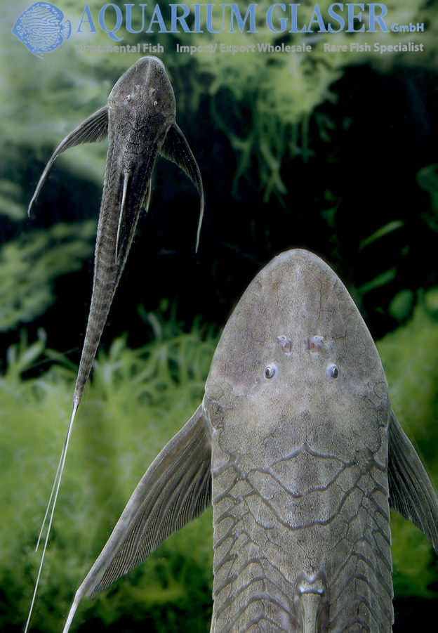 Pterosturisoma microps - Aquarium Glaser GmbH