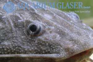 Pterodoras granulosus - Aquarium Glaser GmbH
