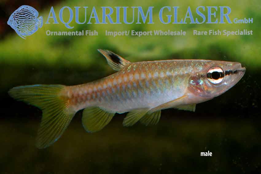 Pyrrhulina australis - Aquarium Glaser GmbH