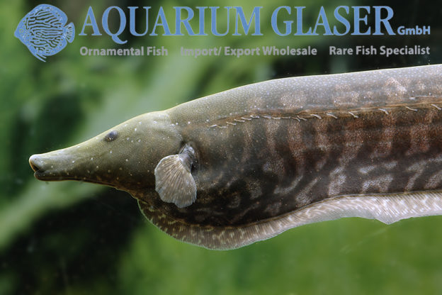 11. Neuwelt-Messerfische - Aquarium Glaser GmbH