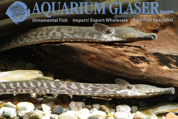 11. Gymnotiformes: Knifefishes of the New World - Aquarium Glaser GmbH