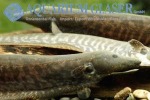 11. Gymnotiformes: Knifefishes of the New World - Aquarium Glaser GmbH