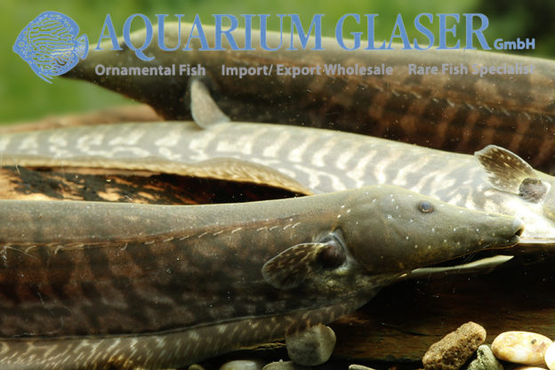 Rhamphichthys rostratus - Aquarium Glaser GmbH