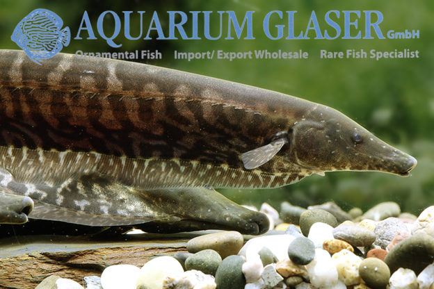 11. Gymnotiformes: Knifefishes of the New World - Aquarium Glaser GmbH