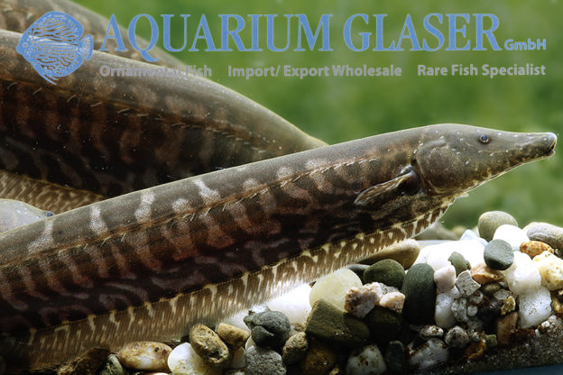 11. Gymnotiformes: Knifefishes of the New World - Aquarium Glaser GmbH
