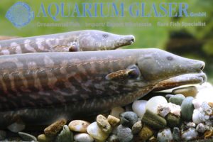 11. Gymnotiformes: Knifefishes of the New World - Aquarium Glaser GmbH