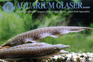 11. Gymnotiformes: Knifefishes of the New World - Aquarium Glaser GmbH
