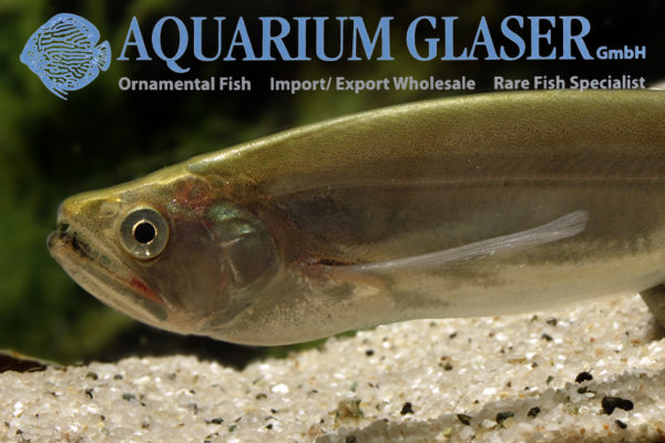 Rhaphiodon vulpinus - Aquarium Glaser GmbH