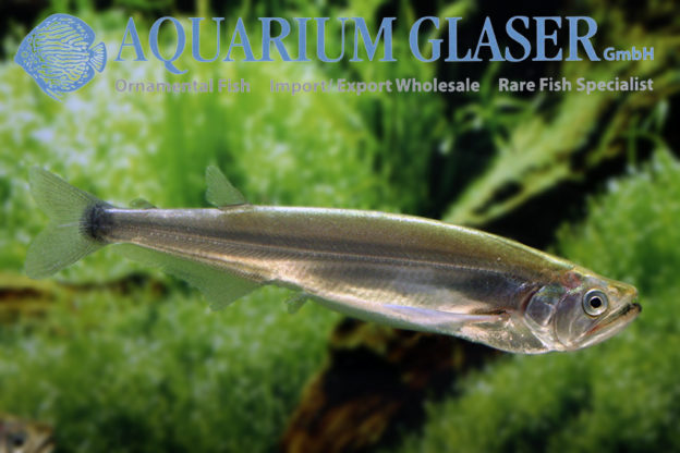 Rhaphiodon vulpinus - Aquarium Glaser GmbH
