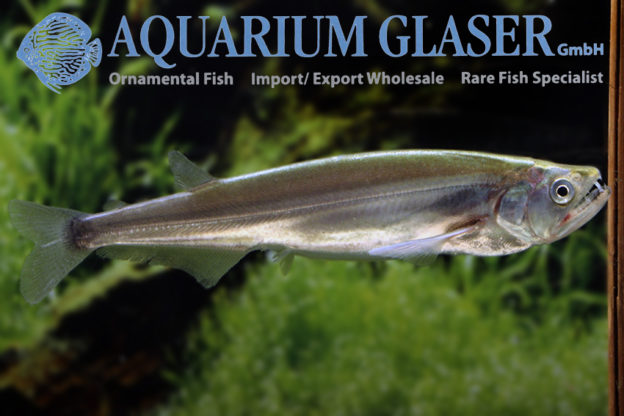 Rhaphiodon vulpinus - Aquarium Glaser GmbH