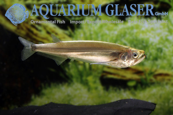 Rhaphiodon vulpinus - Aquarium Glaser GmbH