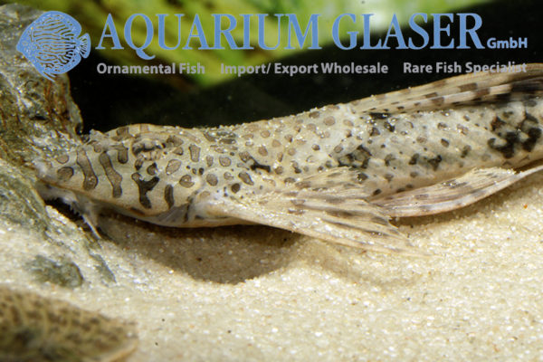 Hemiloricaria melini - Aquarium Glaser GmbH