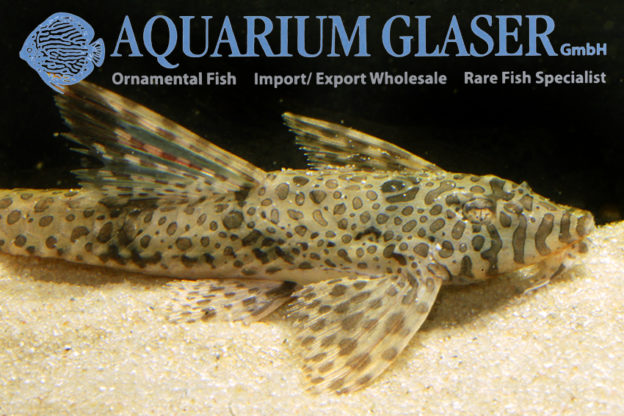 Hemiloricaria melini - Aquarium Glaser GmbH