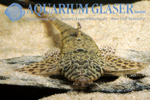 Hemiloricaria melini - Aquarium Glaser GmbH