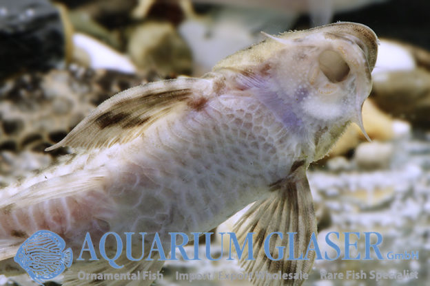 Rineloricaria parva - Aquarium Glaser GmbH
