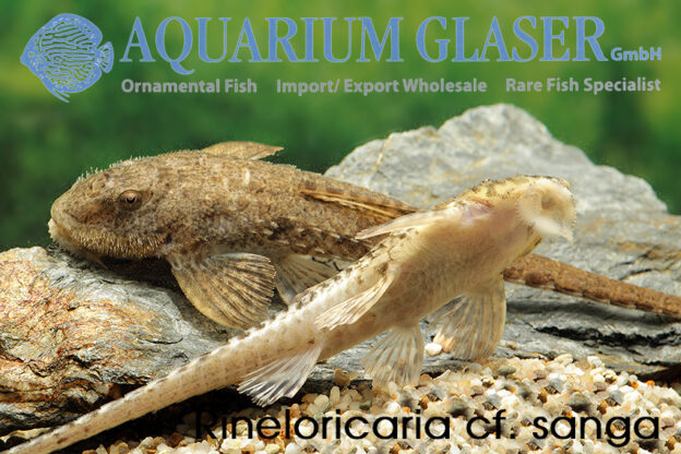 Rineloricaria cf. sanga - Aquarium Glaser GmbH