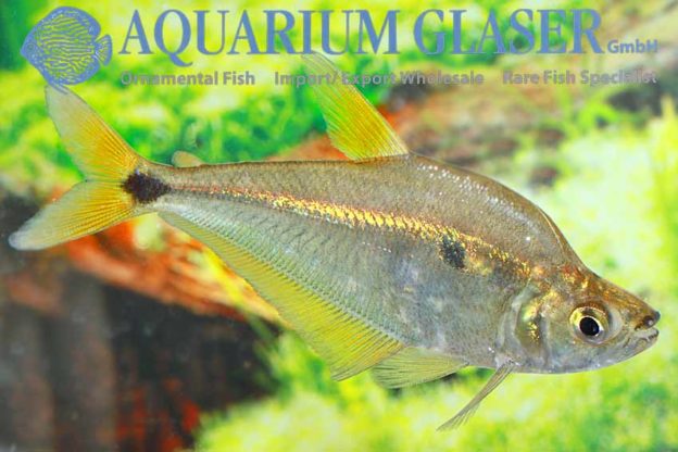 09. Characoids: tetra relationship - Page 5 of 5 - Aquarium Glaser GmbH