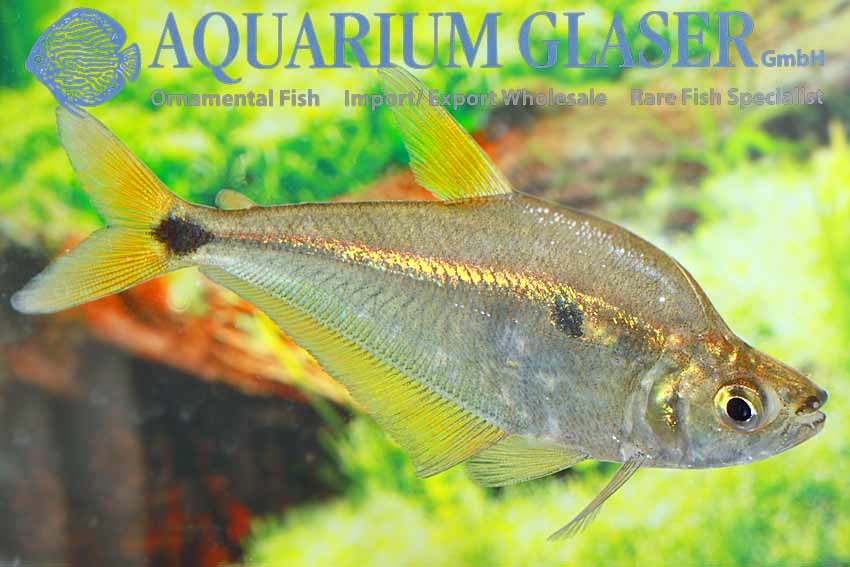 Roeboides araguaito - Aquarium Glaser GmbH