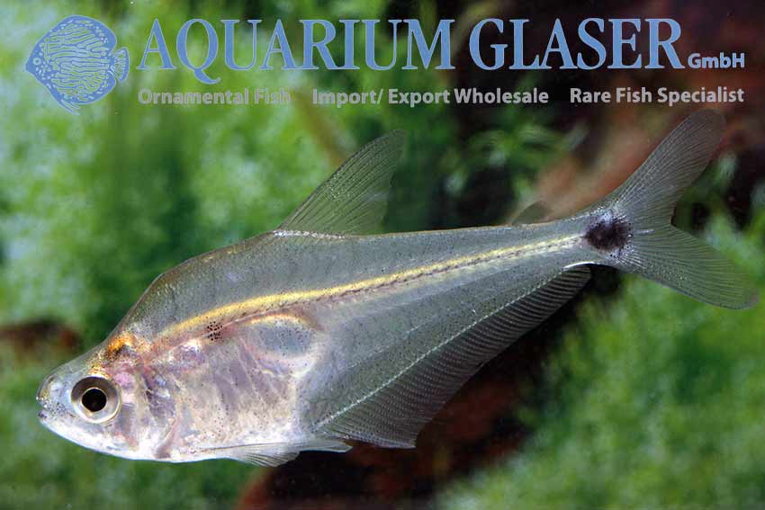 Roeboides descalvadensis - Aquarium Glaser GmbH