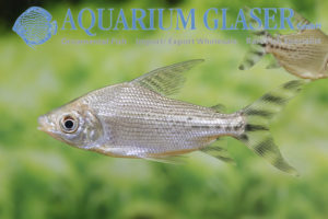 Which Semaprochilodus comes from Indonesia? - Aquarium Glaser GmbH