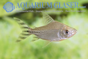 Which Semaprochilodus comes from Indonesia? - Aquarium Glaser GmbH