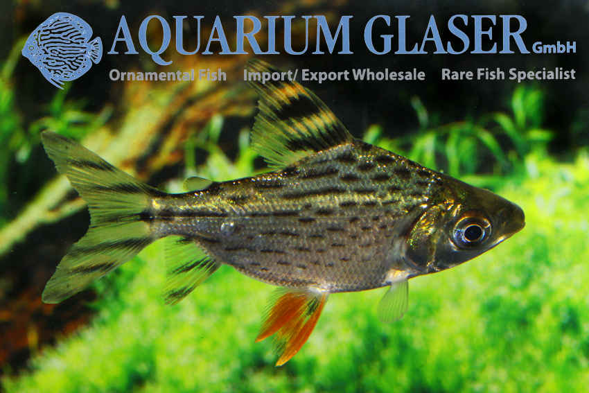Semaprochilodus taeniurus - Aquarium Glaser GmbH