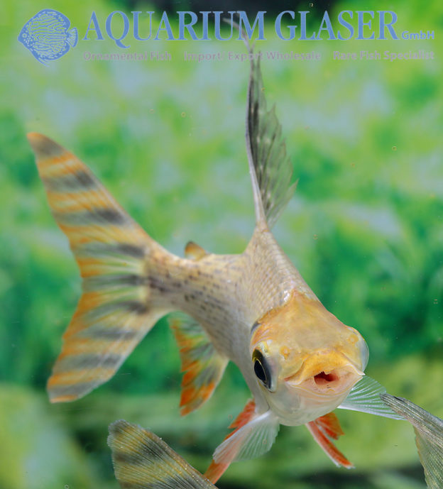 Semaprochilodus laticeps "taeniurus" - Aquarium Glaser GmbH