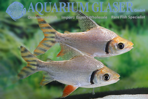 Semaprochilodus laticeps "taeniurus" - Aquarium Glaser GmbH