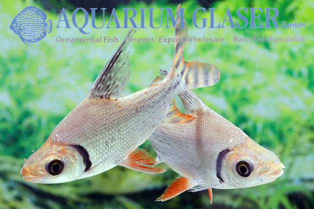 Semaprochilodus laticeps "taeniurus" - Aquarium Glaser GmbH