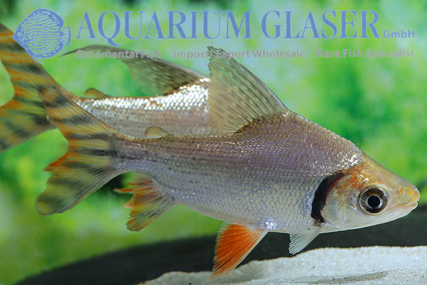 Semaprochilodus laticeps "taeniurus" - Aquarium Glaser GmbH