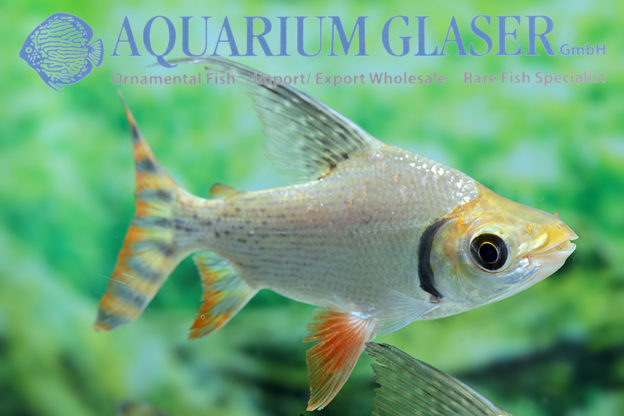 Semaprochilodus laticeps "taeniurus" - Aquarium Glaser GmbH