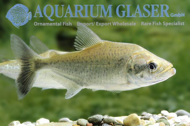 Serrasalmus elongatus - Aquarium Glaser GmbH