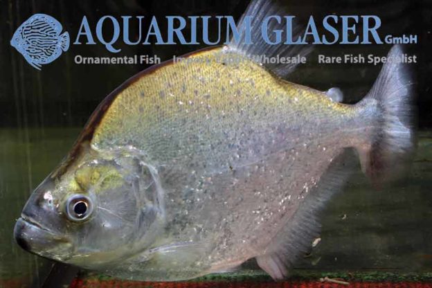 09. Characoids: tetra relationship - Page 4 of 5 - Aquarium Glaser GmbH