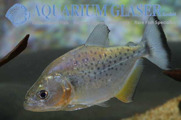 Serrasalmus gibbus - Aquarium Glaser GmbH
