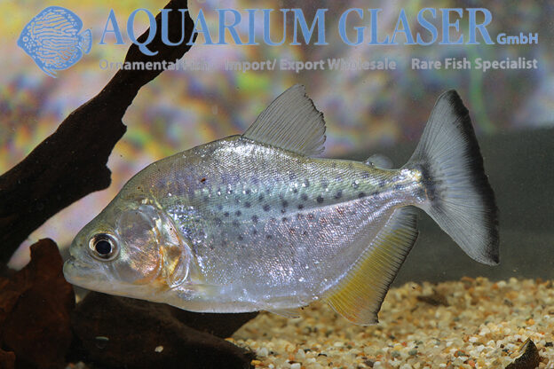 Serrasalmus gibbus - Aquarium Glaser GmbH