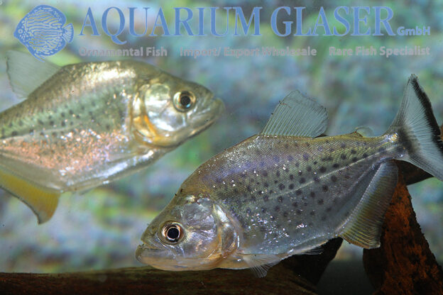 Serrasalmus gibbus - Aquarium Glaser GmbH