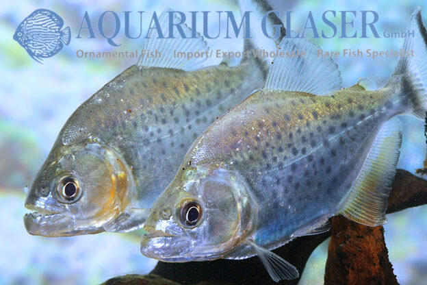 Serrasalmus gibbus - Aquarium Glaser GmbH
