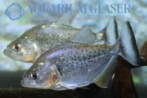 Serrasalmus gibbus - Aquarium Glaser GmbH
